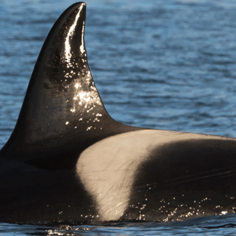 NKW-1238 | Killer Whale Wiki | Fandom