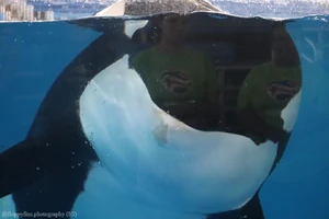 Photos of Takara | Killer Whale Wiki | Fandom