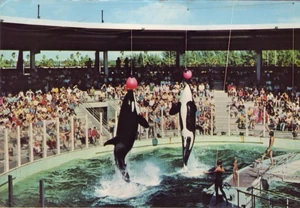 Photos of Hugo | Killer Whale Wiki | Fandom