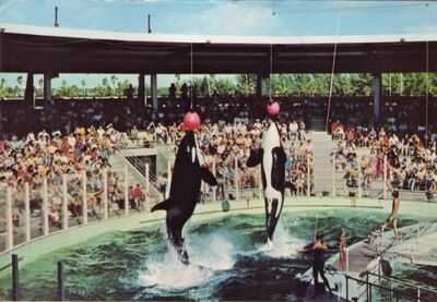 Photos of Hugo | Killer Whale Wiki | Fandom