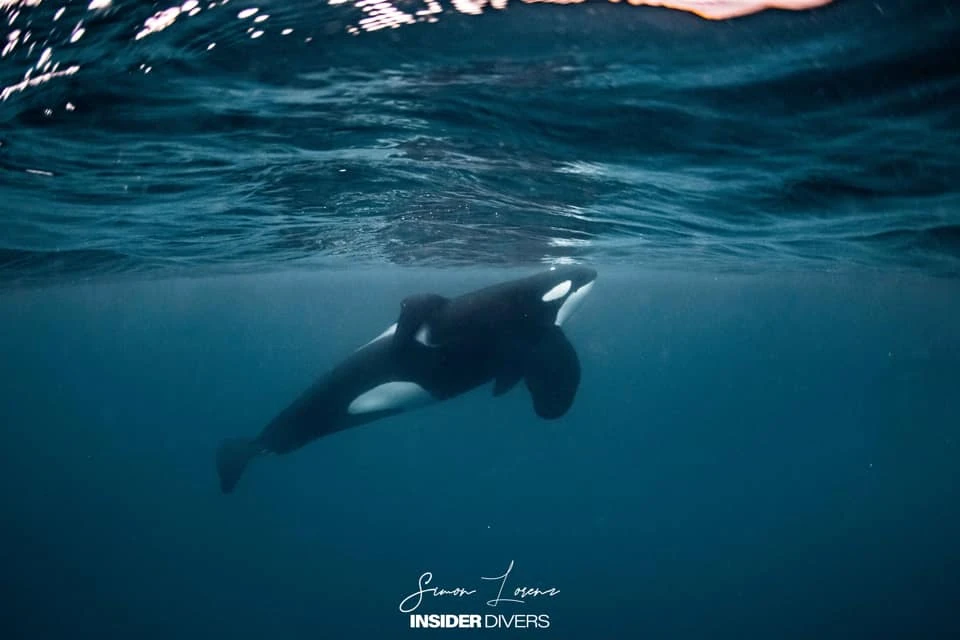 Photos of NKW-0063 Flappy | Killer Whale Wiki | Fandom