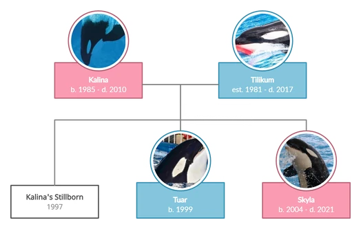 Tuar | Killer Whale Wiki | Fandom