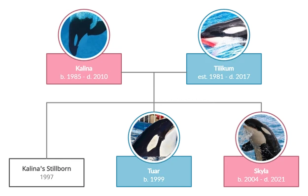 Tuar | Killer Whale Wiki | Fandom