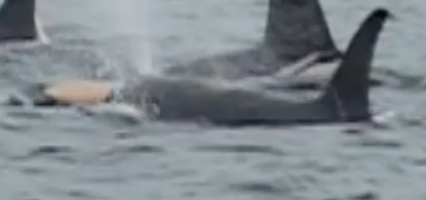 J31 Tsuchi's Calf (2016) | Killer Whale Wiki | Fandom