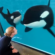 Takara | Killer Whale Wiki | Fandom