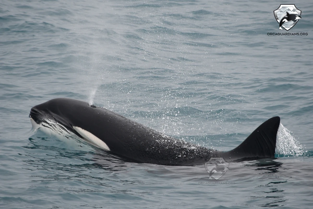 IS158-SN0033 Willpower | Killer Whale Wiki | Fandom