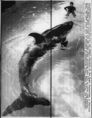 Photos of Hugo | Killer Whale Wiki | Fandom