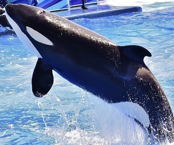 Makaio | Killer Whale Wiki | Fandom