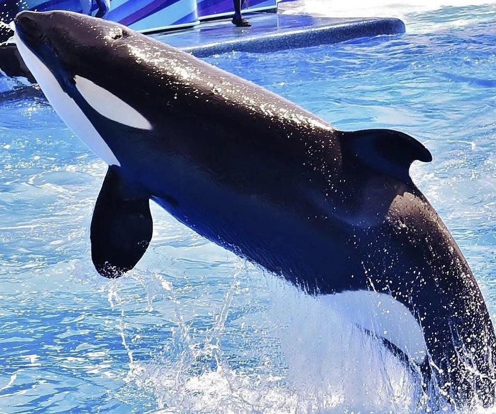 Makaio | Killer Whale Wiki | Fandom