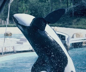 Photos of Ramu | Killer Whale Wiki | Fandom