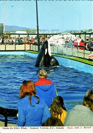 Photos of Haida | Killer Whale Wiki | Fandom