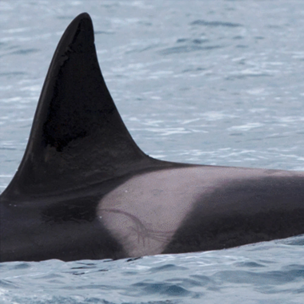 NKW-0597 | Killer Whale Wiki | Fandom