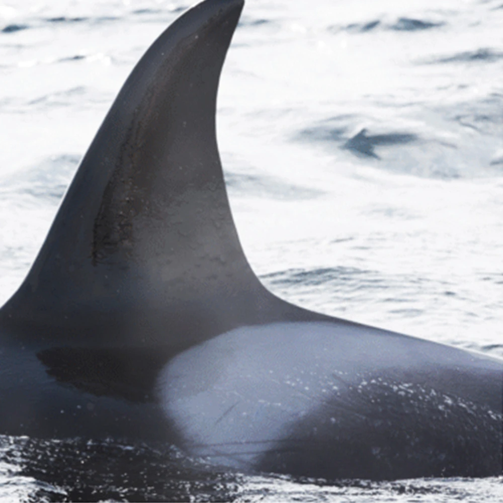 NKW-0624 | Killer Whale Wiki | Fandom