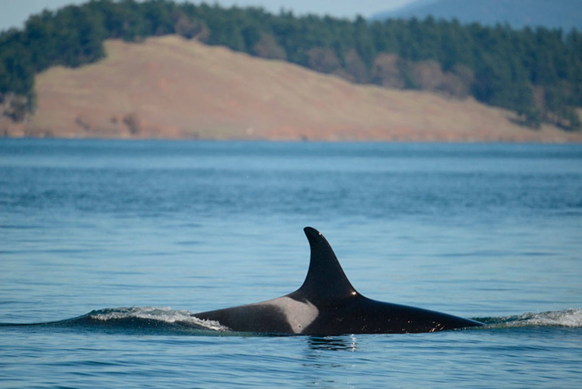 J17 Princess Angeline | Killer Whale Wiki | Fandom