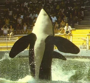 Photos of Hugo | Killer Whale Wiki | Fandom