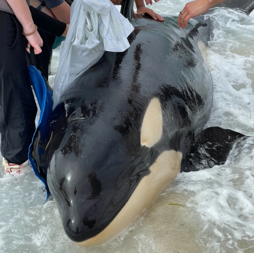 Carmel Beach Calf (2024) | Killer Whale Wiki | Fandom