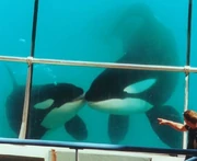 Shouka | Killer Whale Wiki | Fandom
