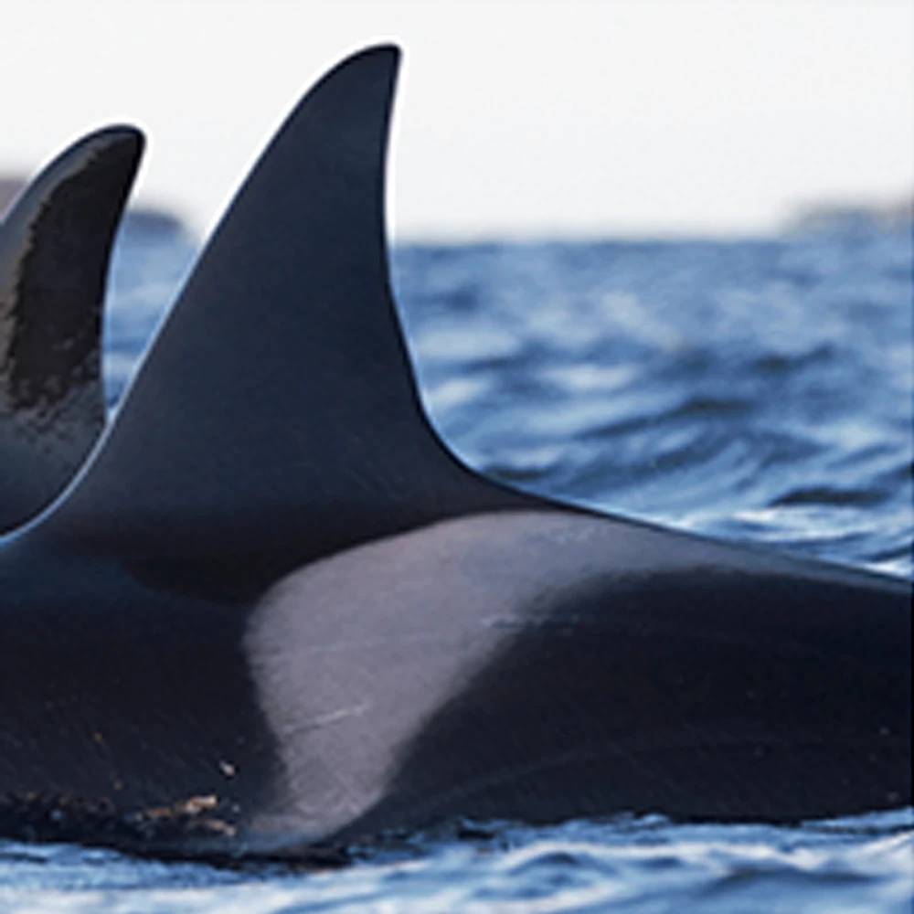 NKW-0842 | Killer Whale Wiki | Fandom