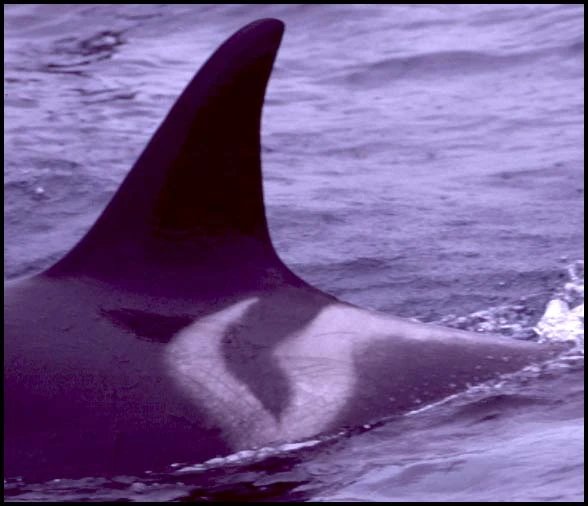 K18 Kiska | Killer Whale Wiki | Fandom