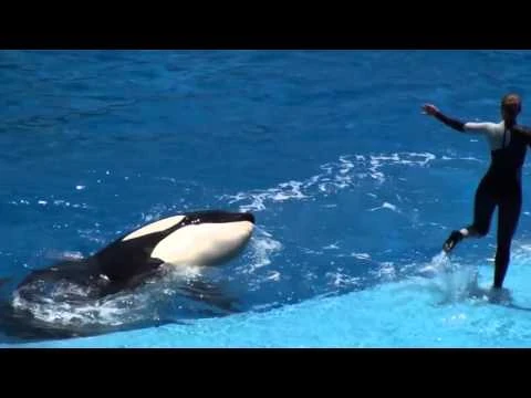 Videos of Malia | Killer Whale Wiki | Fandom