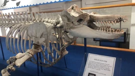 Old Tom | Killer Whale Wiki | Fandom