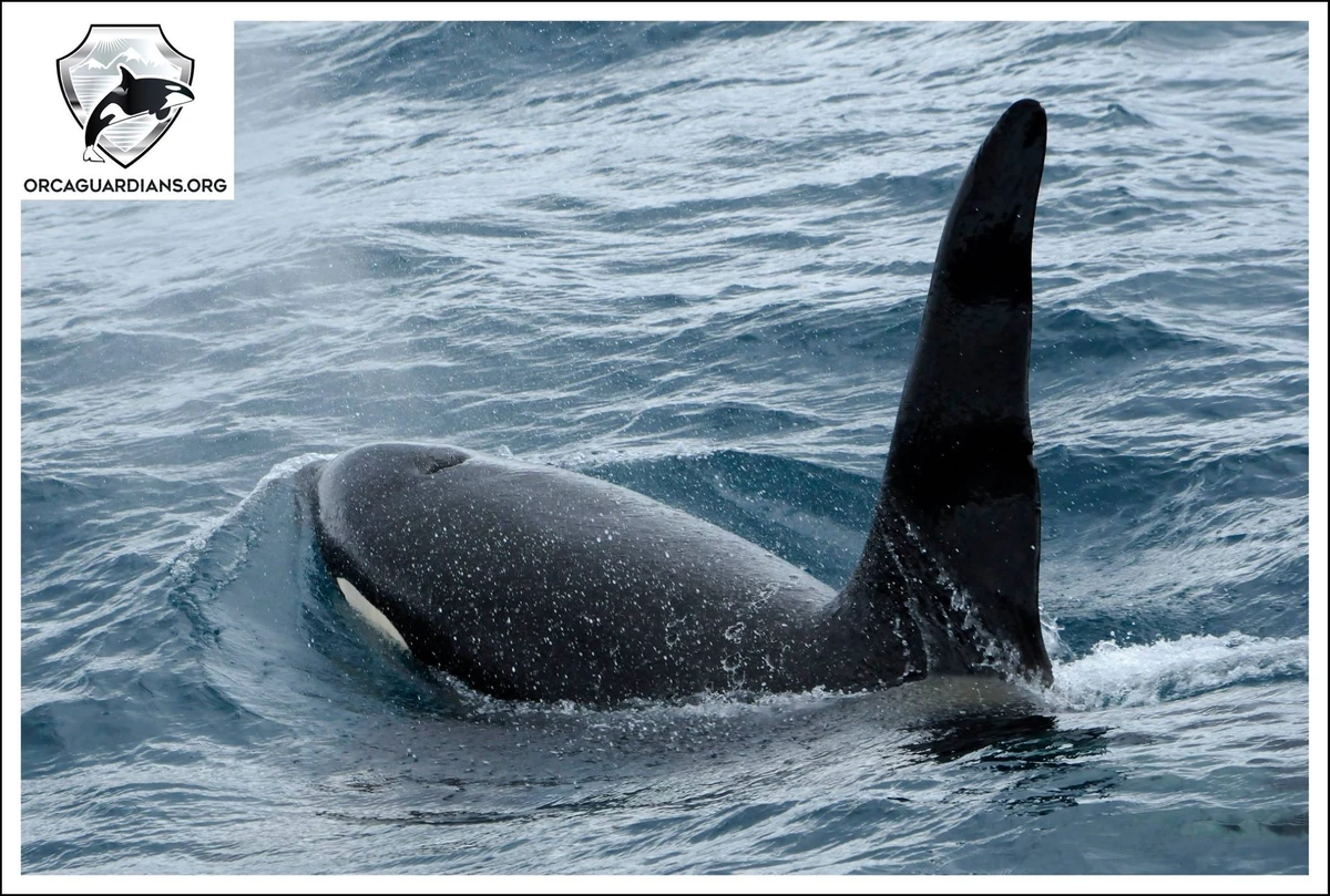 SN1030 | Killer Whale Wiki | Fandom