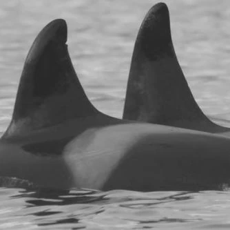 SN0037 Lady de Winter | Killer Whale Wiki | Fandom