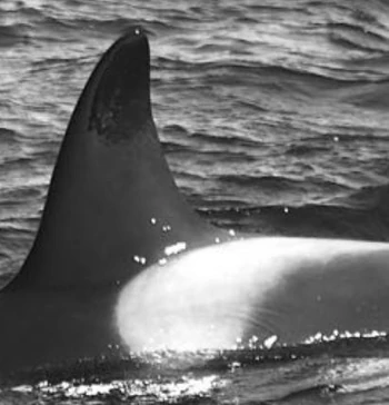 SN110 Shadow | Killer Whale Wiki | Fandom