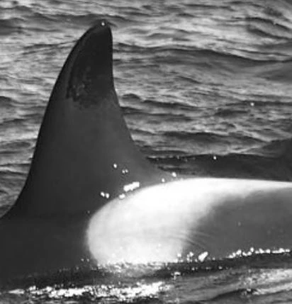 SN110 Shadow | Killer Whale Wiki | Fandom