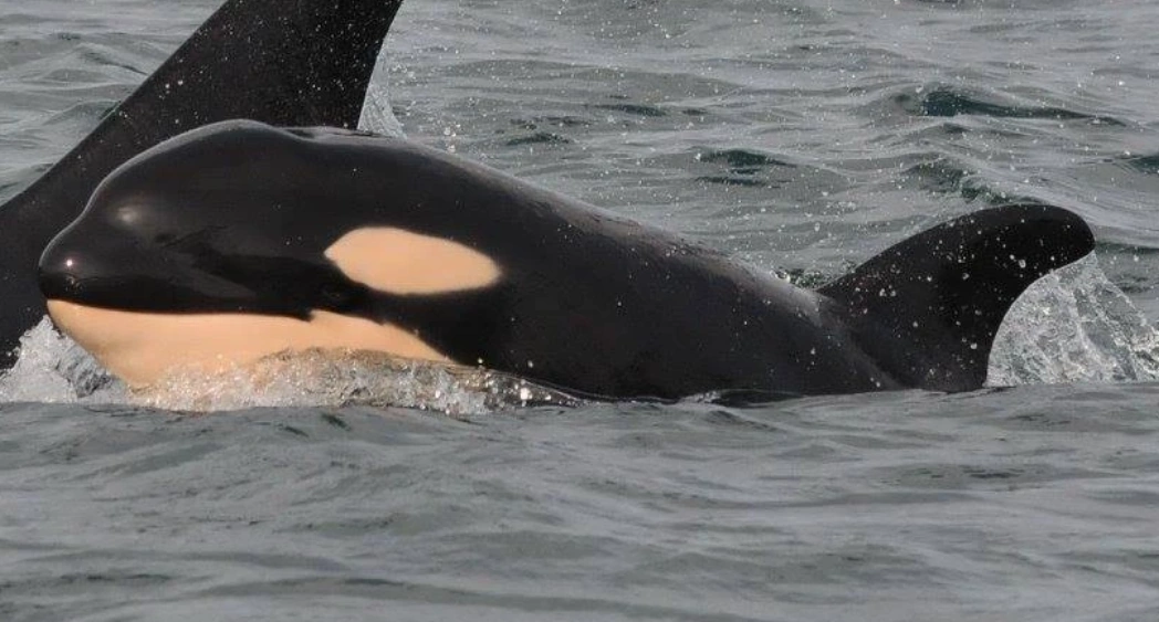 J52 Sonic | Killer Whale Wiki | Fandom