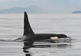 L41 Mega | Killer Whale Wiki | Fandom