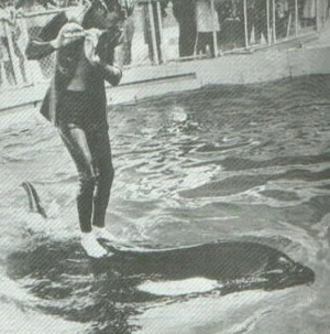 Photos of Hugo | Killer Whale Wiki | Fandom