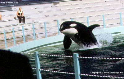 Photos of Hugo | Killer Whale Wiki | Fandom