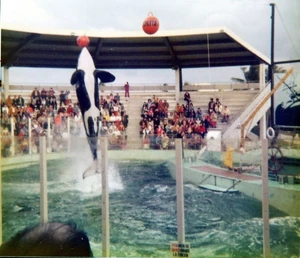 Photos of Hugo | Killer Whale Wiki | Fandom