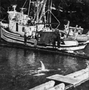 Photos of Chimo | Killer Whale Wiki | Fandom