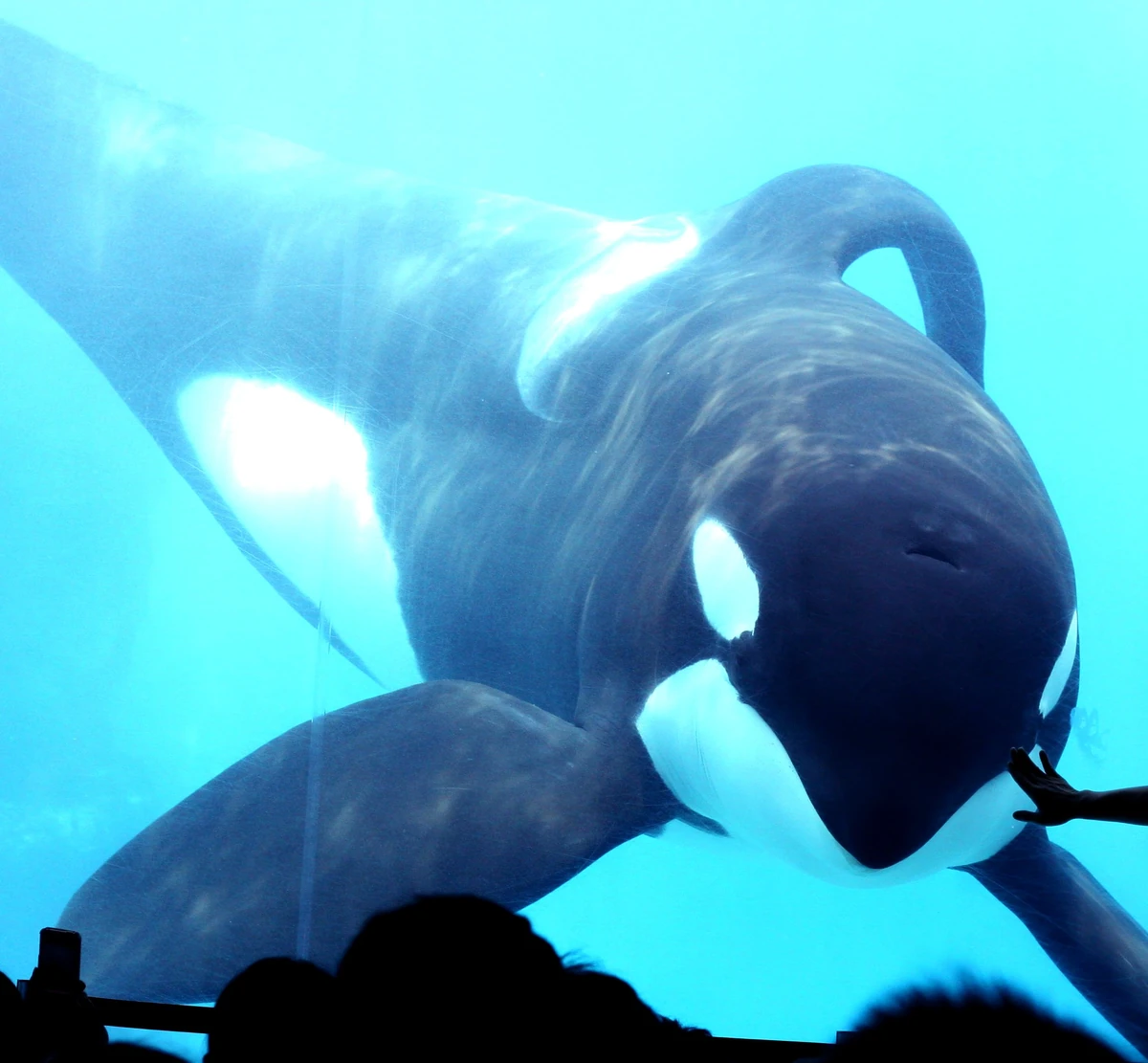 Bingo | Killer Whale Wiki | Fandom