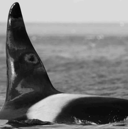 SN072 Jasper | Killer Whale Wiki | Fandom