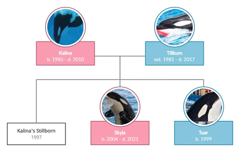 Skyla | Killer Whale Wiki | Fandom