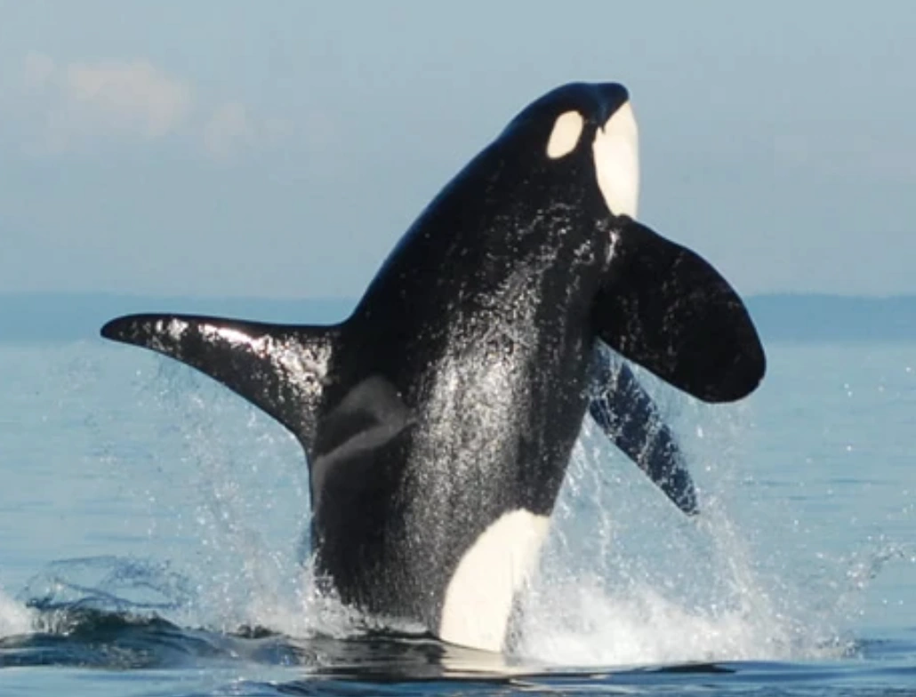 J26 Mike | Killer Whale Wiki | Fandom