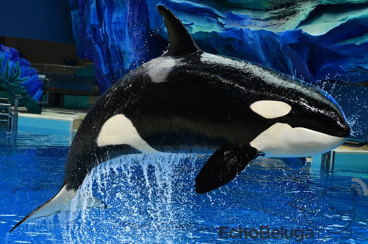 Kaixin | Killer Whale Wiki | Fandom
