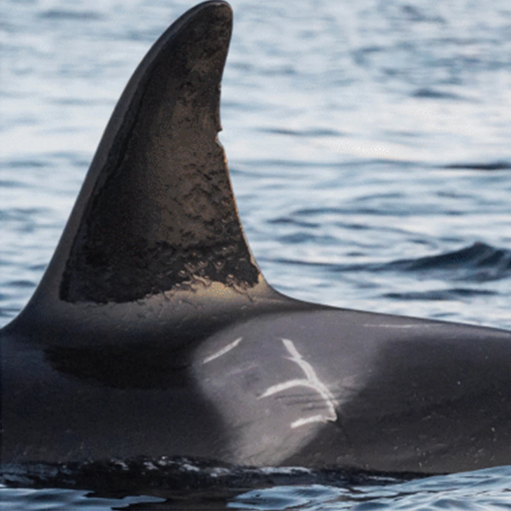 NKW-0607 Freya | Killer Whale Wiki | Fandom