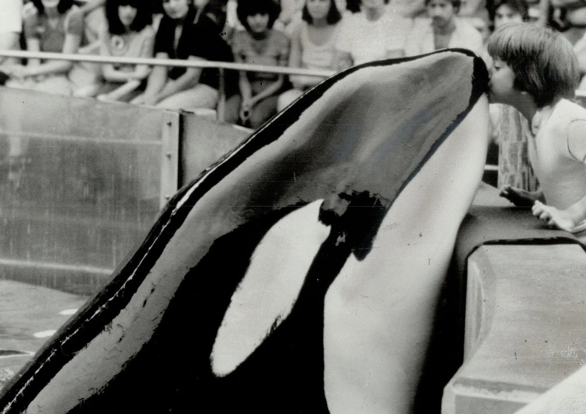 Category:T007 Matriline | Killer Whale Wiki | Fandom