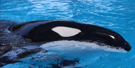 Tuar | Killer Whale Wiki | Fandom