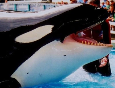 Photos of Kalina | Killer Whale Wiki | Fandom
