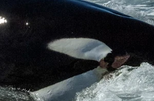 Photos of PTN-001 Mel | Killer Whale Wiki | Fandom