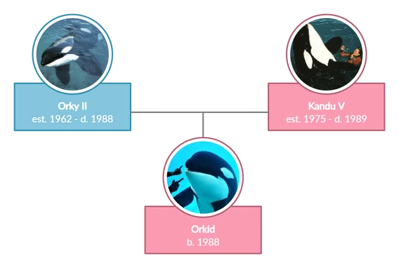 Orkid | Killer Whale Wiki | Fandom