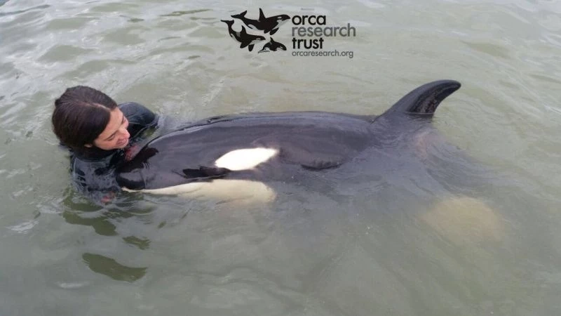 Tama Tiger (Bob) | Killer Whale Wiki | Fandom