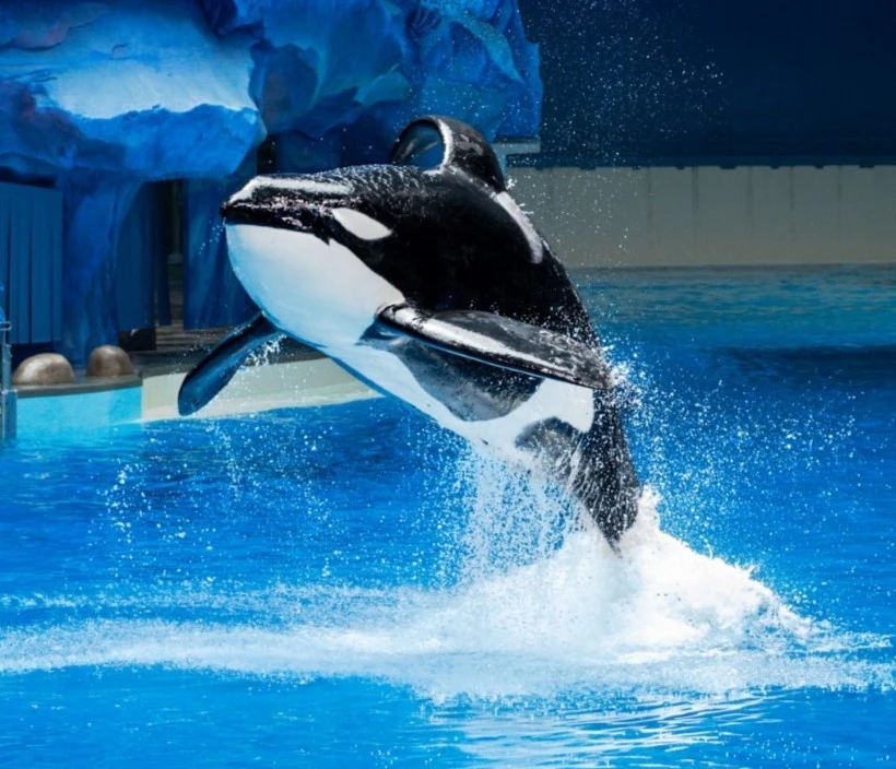 Photos of Nakhod | Killer Whale Wiki | Fandom