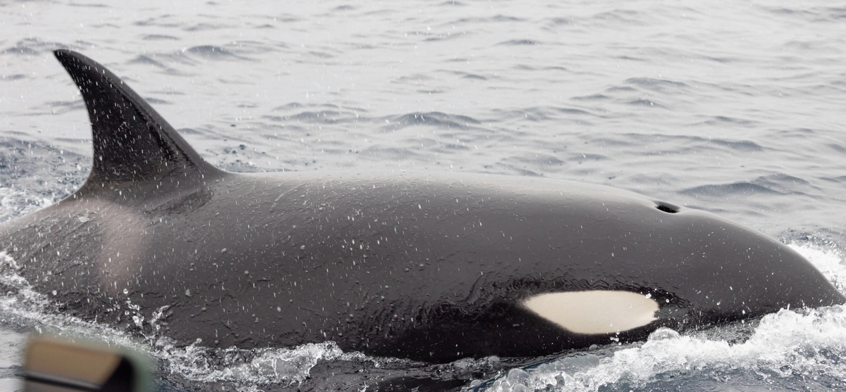 HW-OO05ETP-0024 Terso | Killer Whale Wiki | Fandom