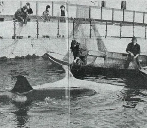 Photos of Chimo | Killer Whale Wiki | Fandom